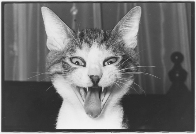 Photographer Masahisa Fukase publishes "Afterword," a collection of ...
